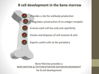 B-lymphocytes and generation | PPTX