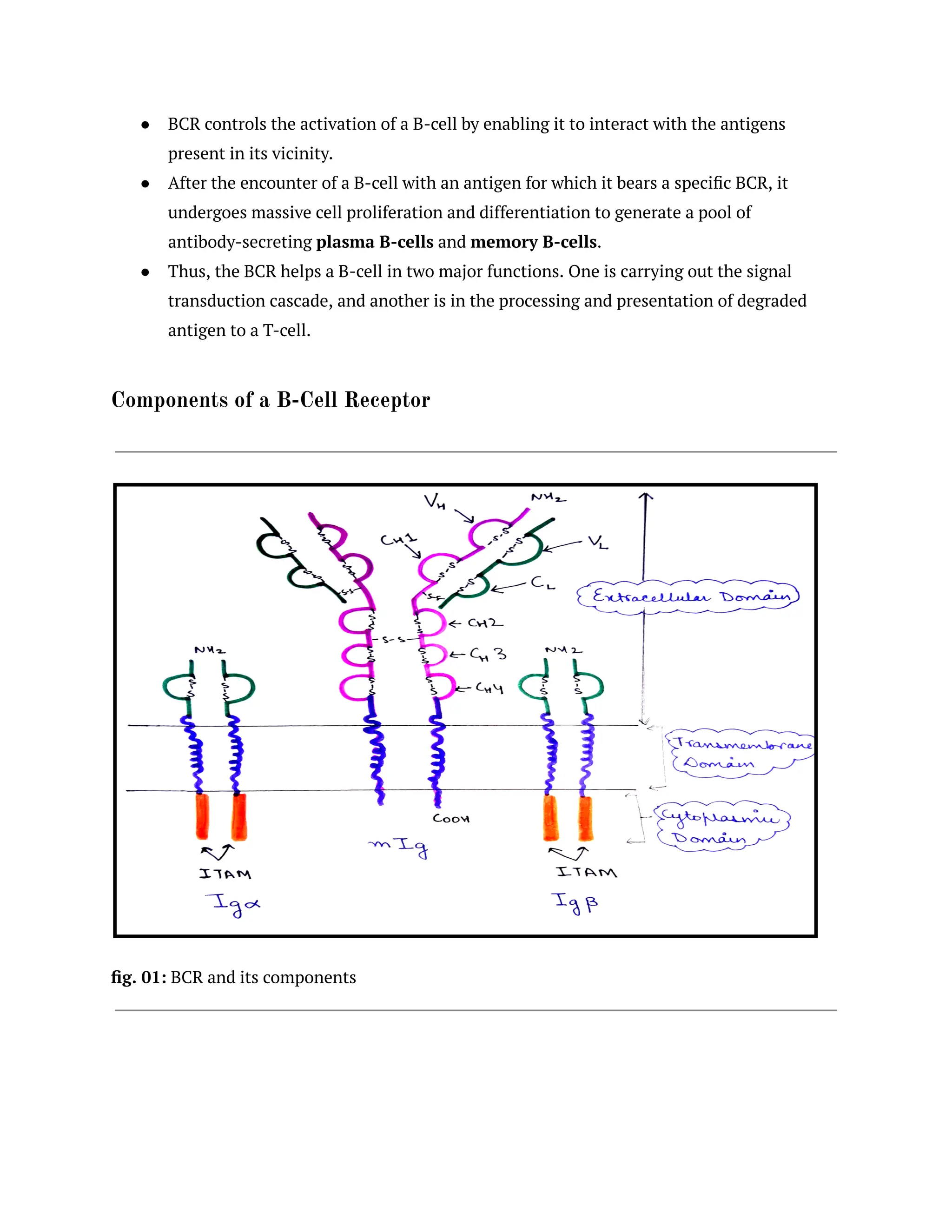 B-Cell Receptor (BCR) structure, function anddiversity .pdf