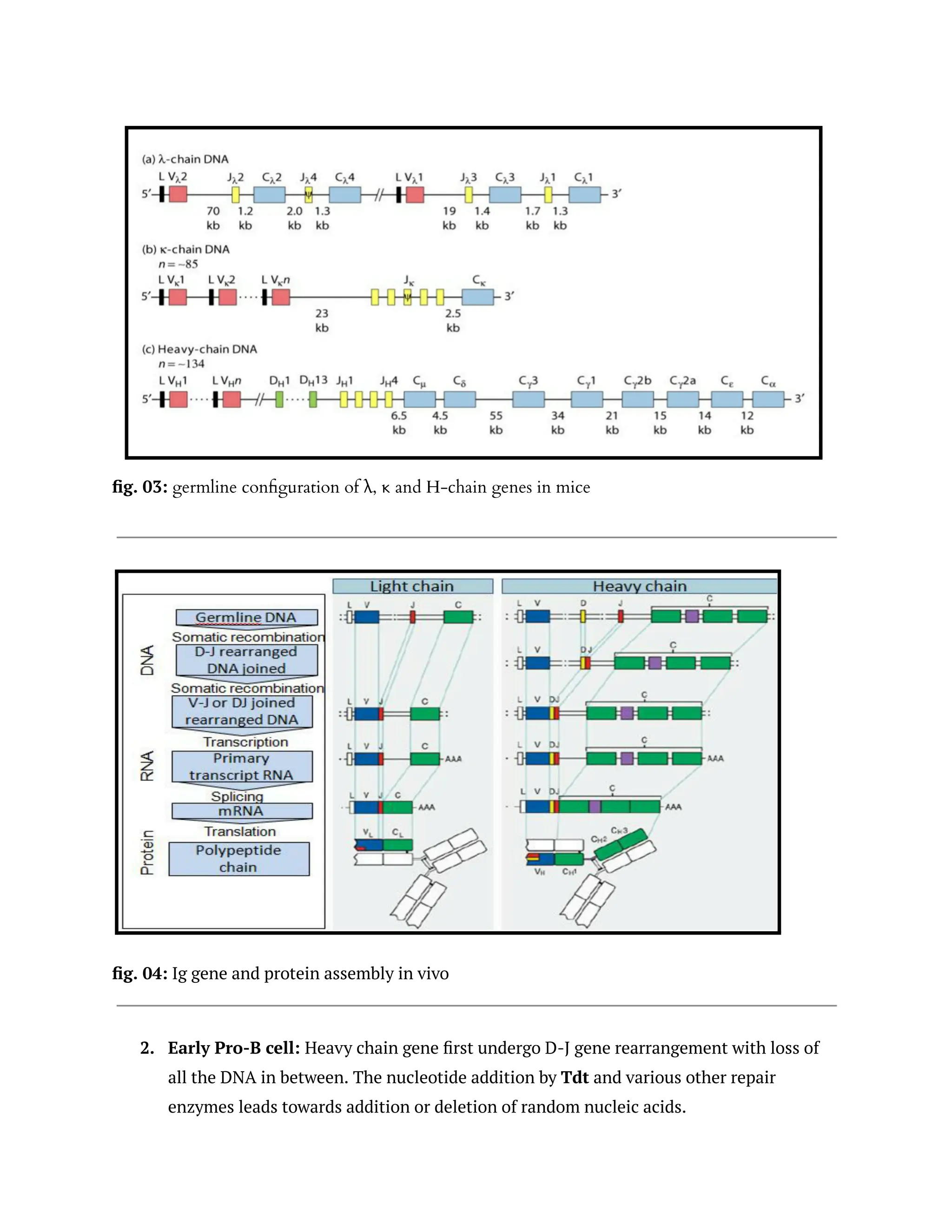 B-Cell Receptor (BCR) structure, function anddiversity .pdf