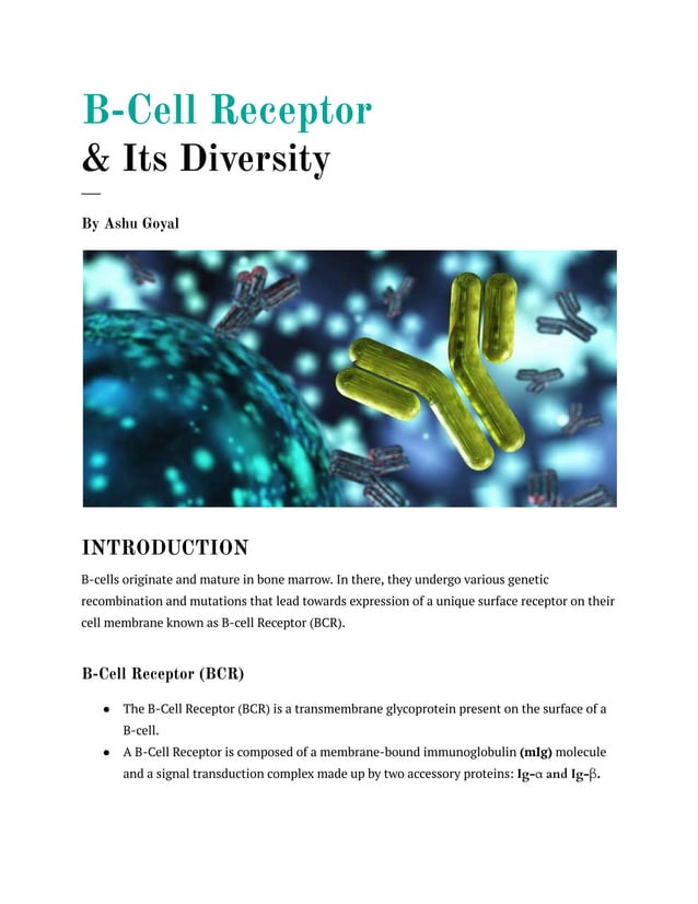 B Cell Receptor Bcr Structure Function Anddiversity Pdf