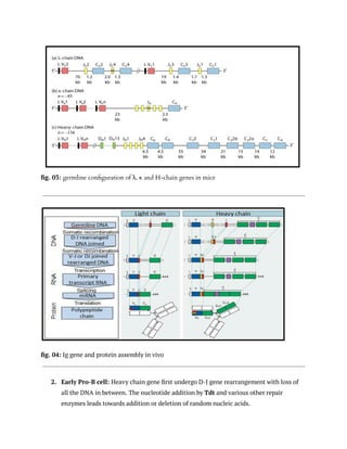B-Cell Receptor (BCR) structure, function anddiversity .pdf
