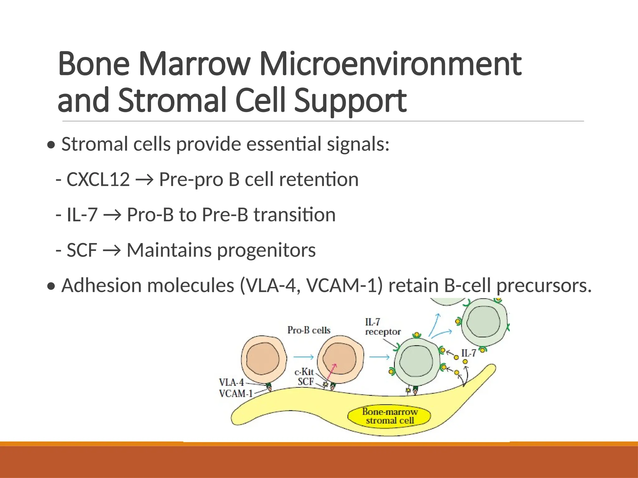 B Cell Maturation and development's regulation - IMMUNOLOGY | PPT