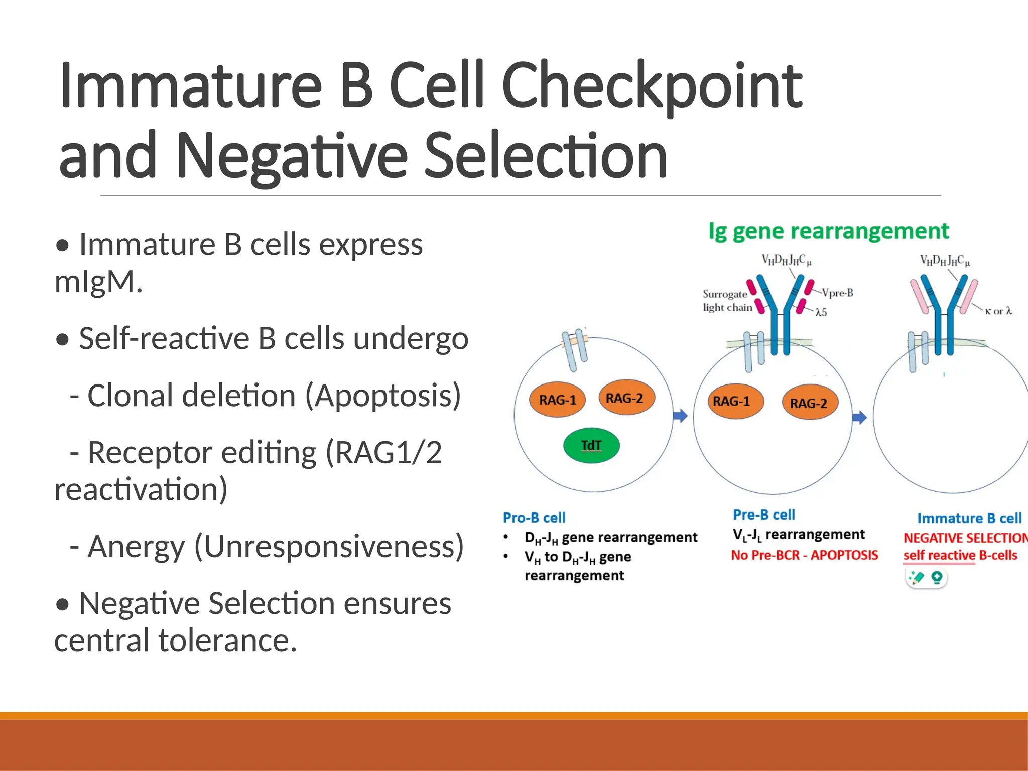 B Cell Maturation and development's regulation - IMMUNOLOGY | PPTX