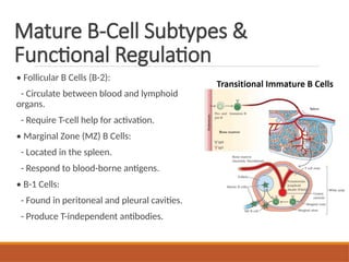 B Cell Maturation and development's regulation - IMMUNOLOGY | PPT