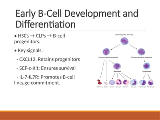 B Cell Maturation and development's regulation - IMMUNOLOGY | PPT