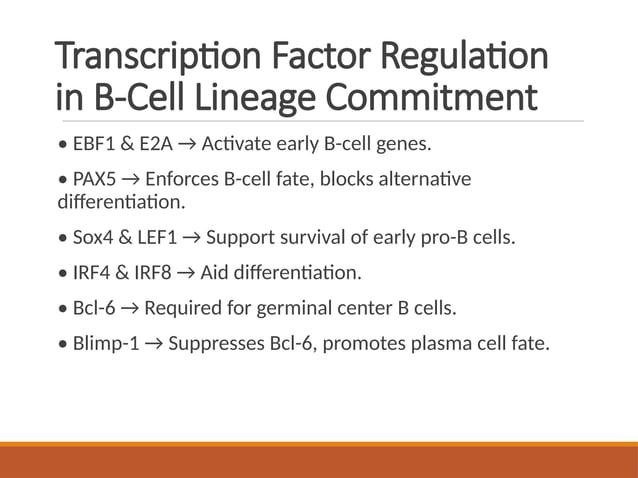 B Cell Maturation and development's regulation - IMMUNOLOGY | PPT