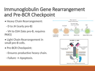 B Cell Maturation and development's regulation - IMMUNOLOGY | PPT