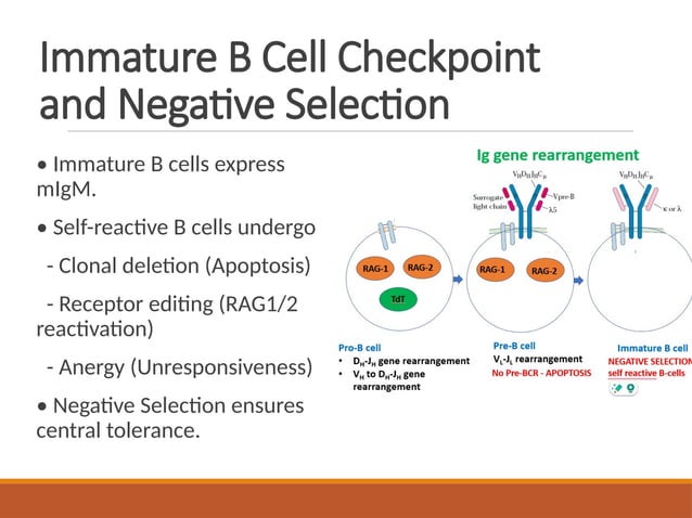 B Cell Maturation and development's regulation - IMMUNOLOGY | PPT