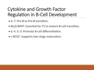 B Cell Maturation and development's regulation - IMMUNOLOGY | PPT