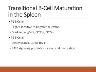 B Cell Maturation and development's regulation - IMMUNOLOGY | PPT