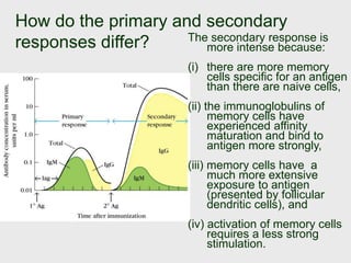 B-cells.ppt