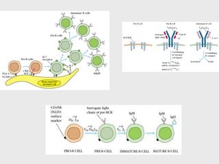 B-cells.ppt
