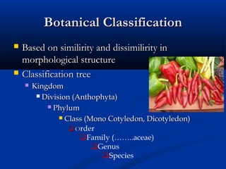 classification of vegetables | PPT
