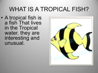 Tropical Fish | PPTX