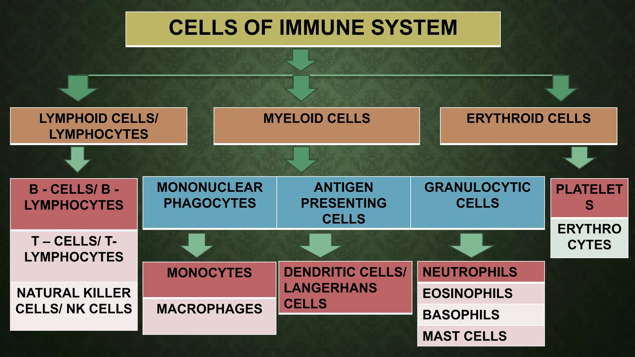 B- LYMPHOCYTES (TYPES AND IT'S FUNCTIONS).pptx
