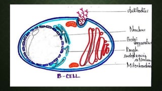B- LYMPHOCYTES (TYPES AND IT'S FUNCTIONS).pptx
