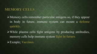 B- LYMPHOCYTES (TYPES AND IT'S FUNCTIONS).pptx
