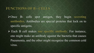 B- LYMPHOCYTES (TYPES AND IT'S FUNCTIONS).pptx