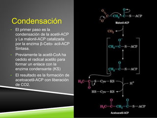 B reduccion | PPTX