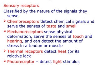 B-Sensory Physiology.ppt within neuroscience course ppt | PPT