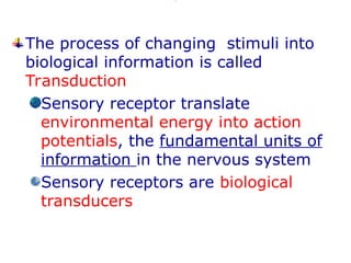 B-Sensory Physiology.ppt within neuroscience course ppt | PPT