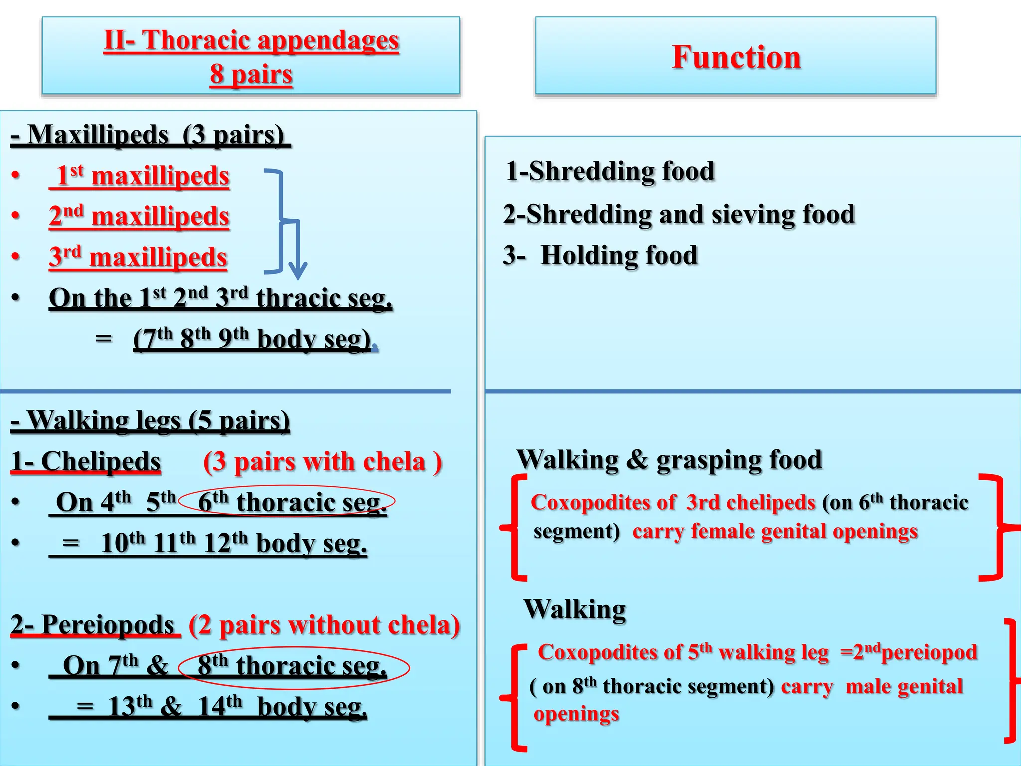 b--Subphylum Crustacea.pptzzzzzzzzzzzzzzz | PPT