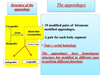 b--Subphylum Crustacea.pptzzzzzzzzzzzzzzz | PPT