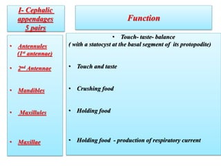 b--Subphylum Crustacea.pptzzzzzzzzzzzzzzz | PPT