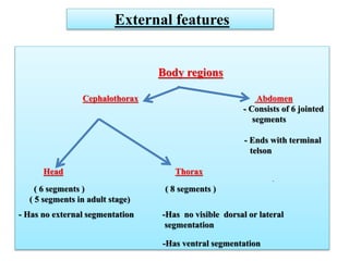b--Subphylum Crustacea.pptzzzzzzzzzzzzzzz | PPT