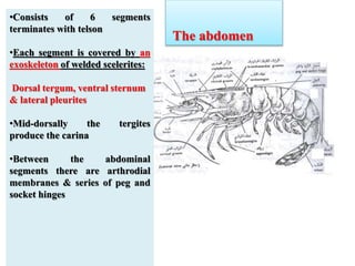 b--Subphylum Crustacea.pptzzzzzzzzzzzzzzz | PPT