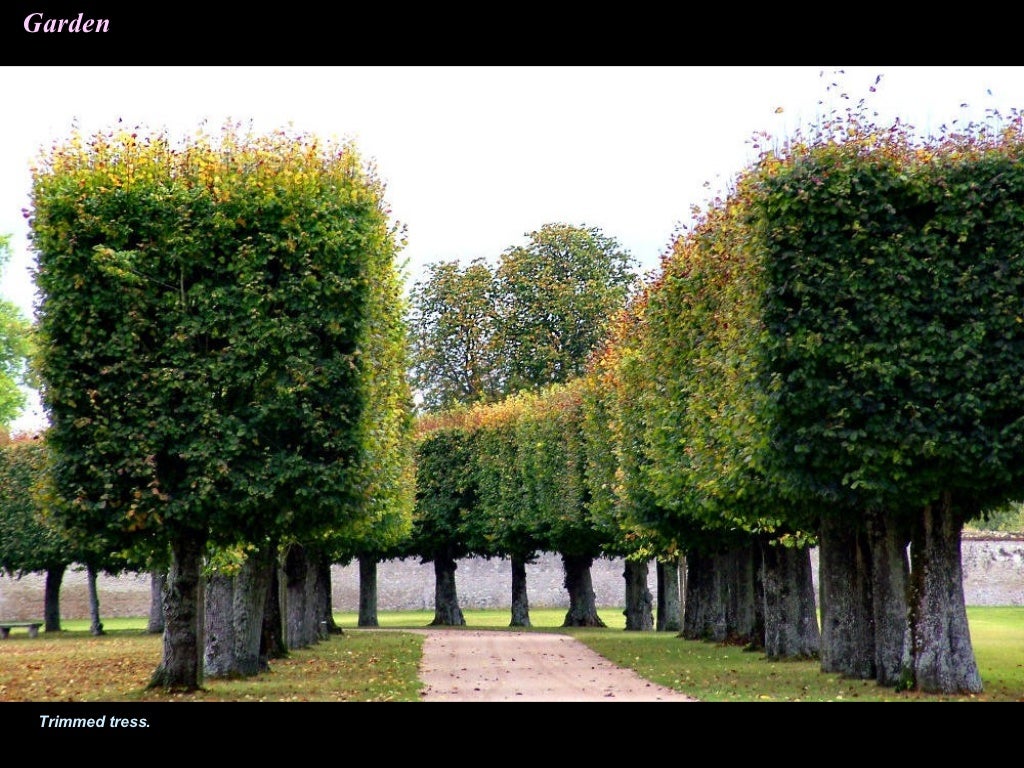 Garden Trimmed trees.