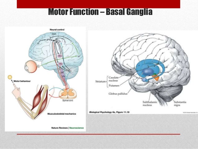 GABAergic control of excitatory input to striatal spiny projection ne…