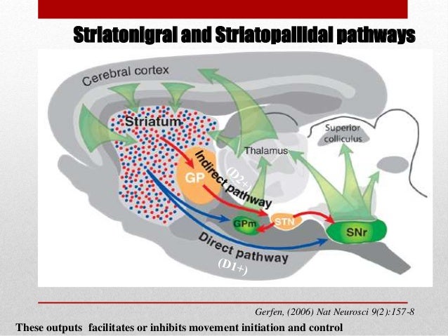 GABAergic control of excitatory input to striatal spiny projection ne…