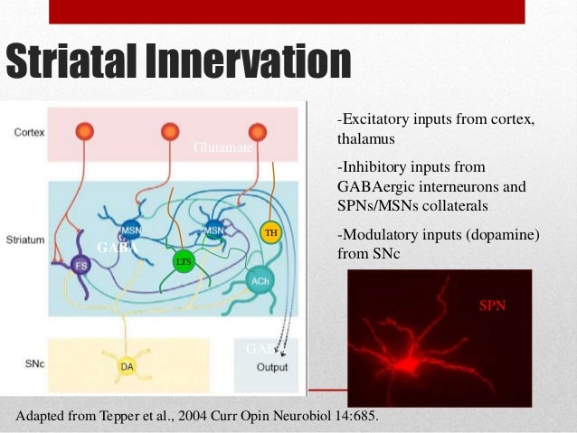 GABAergic control of excitatory input to striatal spiny projection ne…