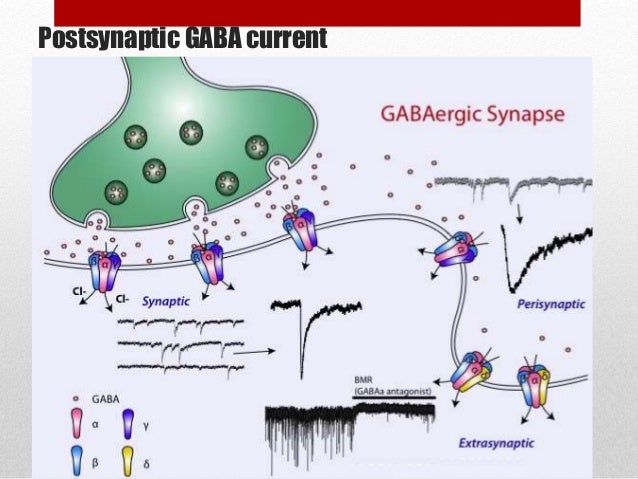 GABAergic control of excitatory input to striatal spiny projection ne…