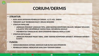 HISTOLOGI KULIT DAN INTEGUMEN Manusia normal | PPTX