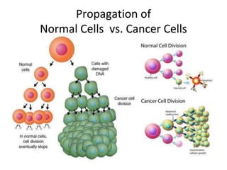 Hallmarks of Cancer - Sustained Proliferative Signaling | PPTX