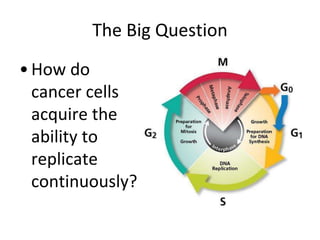 Hallmarks of Cancer - Sustained Proliferative Signaling | PPTX