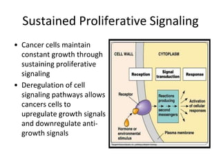 Hallmarks of Cancer - Sustained Proliferative Signaling | PPTX