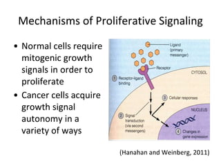 Hallmarks of Cancer - Sustained Proliferative Signaling | PPTX