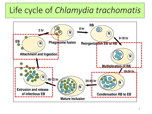 Clinical microbiology : Chlamydia trachomatis an overview of STD's | PDF | Reproductive Health ...