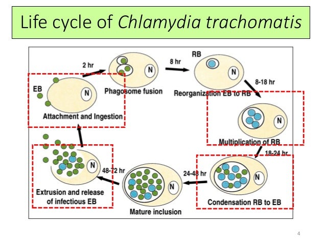 Clinical microbiology : Chlamydia trachomatis an overview of STD's