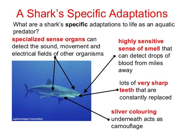 B1.4 animals adaptations