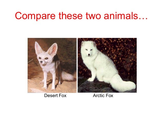 B1.4 animals adaptations