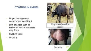 A PRESENTATION ON BRUCELLOSIS Of ANIMAL | PPTX
