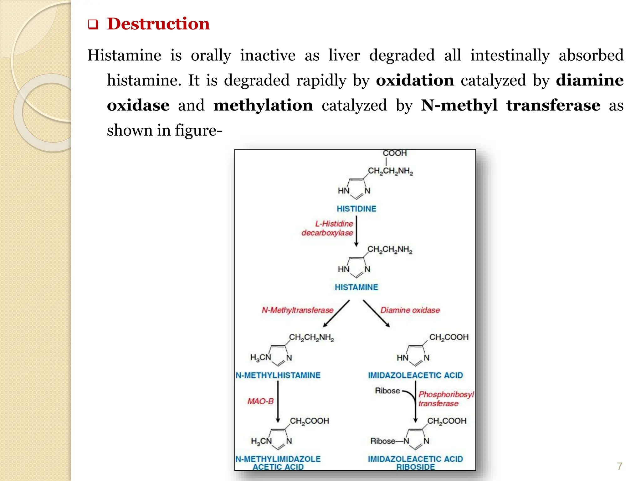 b1. Histamine.pdf