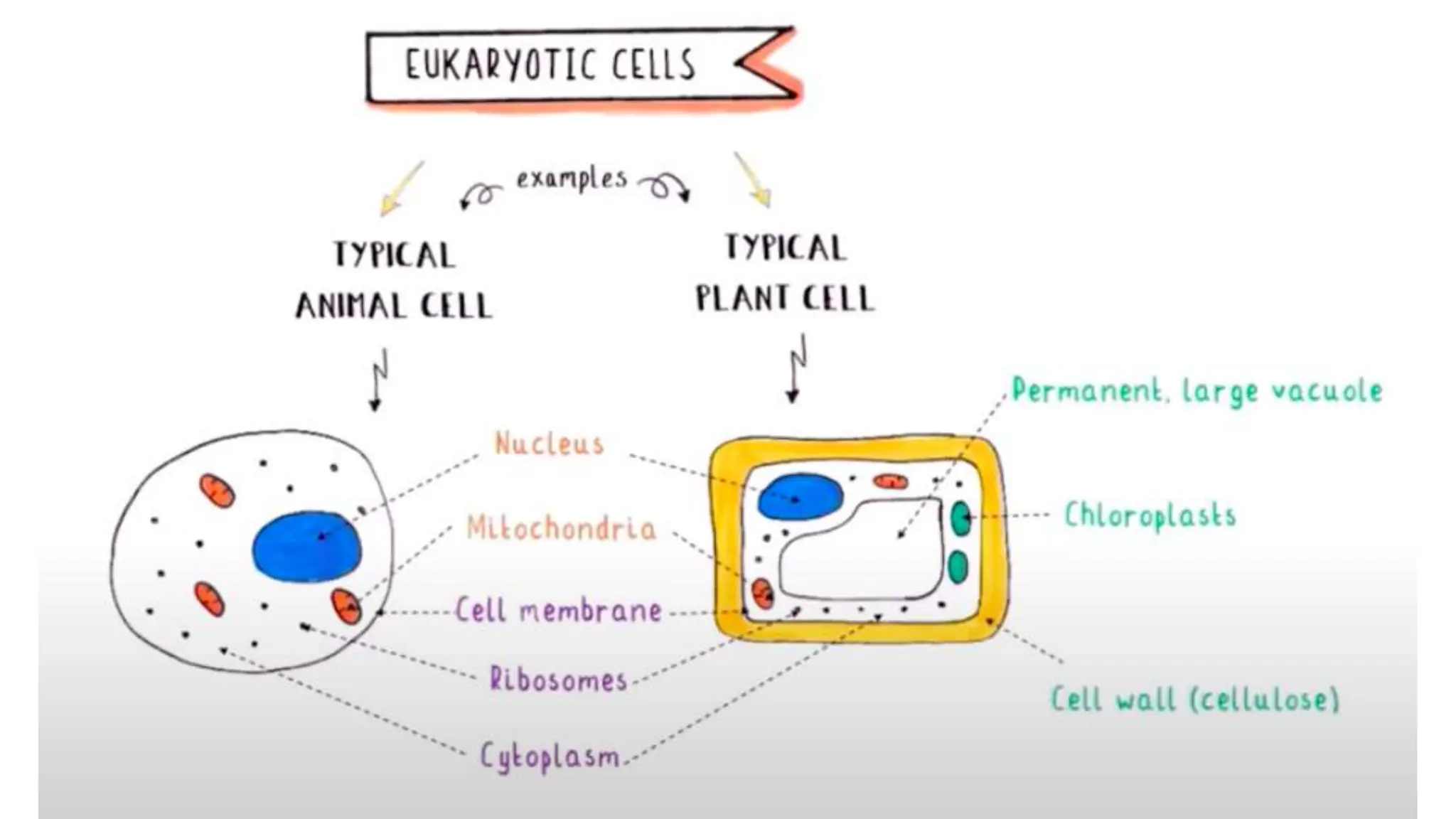 Cambridge IGCSE Biology Cells Structures & Functions.pptx