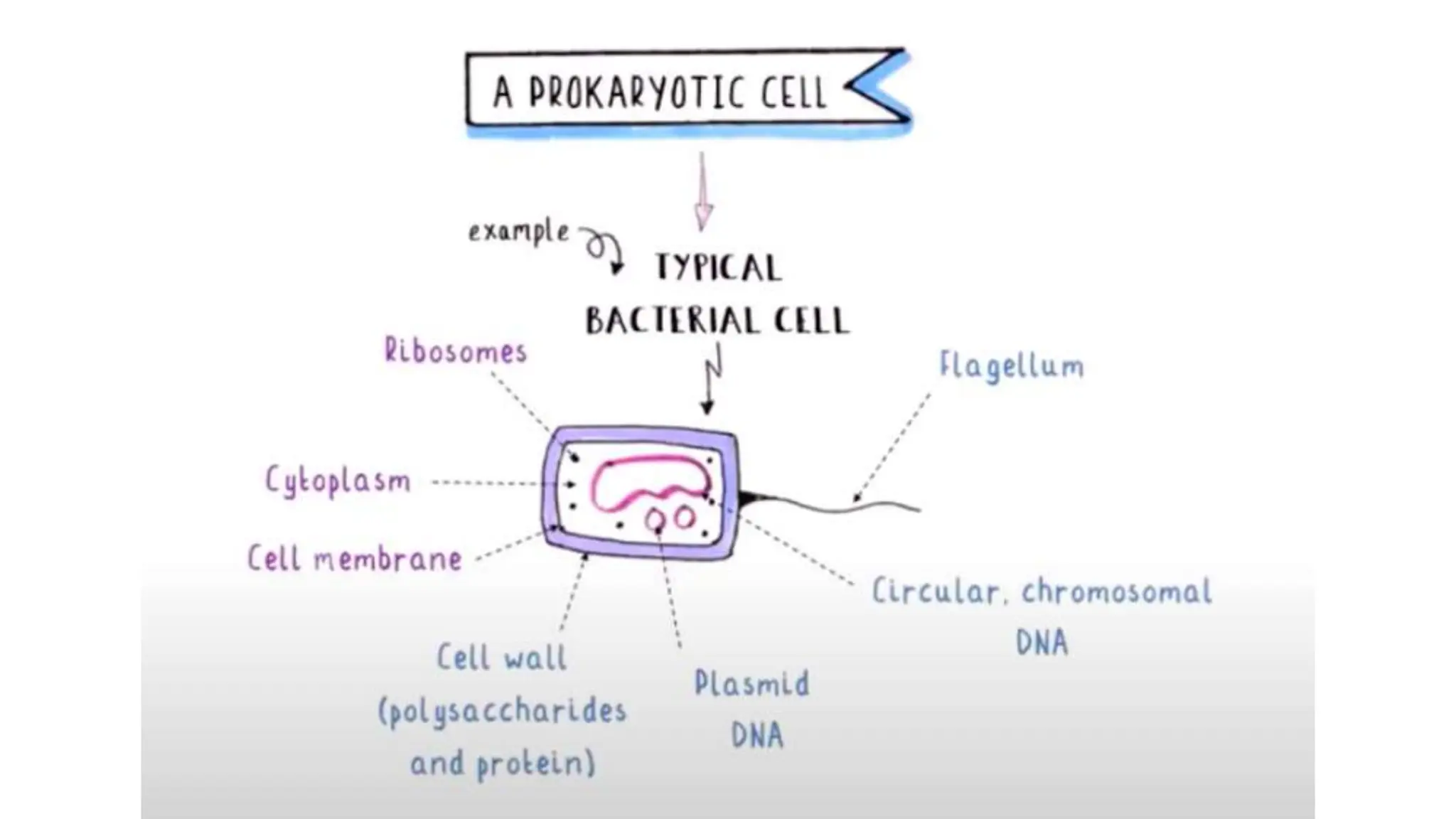 Cambridge IGCSE Biology Cells Structures & Functions.pptx