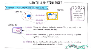 Cambridge IGCSE Biology Cells Structures & Functions.pptx