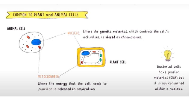 Cambridge IGCSE Biology Cells Structures & Functions.pptx | Biological Sciences | Science